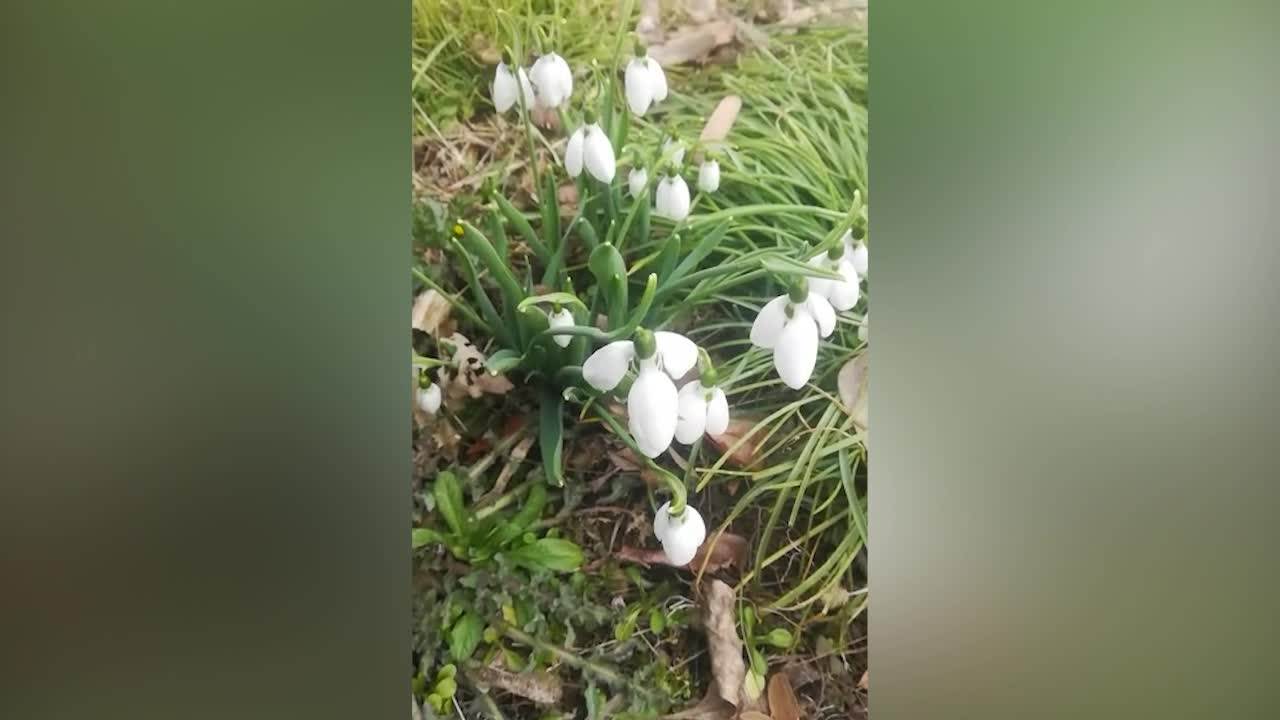 Prve visibabe u Beogradu | Adriamedia TV