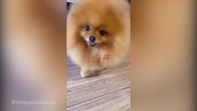 AUUU KAKAV JE MACAN BIVŠI DEČKO MIMI ORO: Lep je kao LUTKICA, a možemo ...