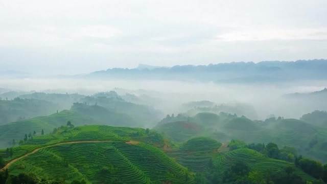 Kineska tehnika proizvodnje čaja u spisku nematerijalne kulturne ...